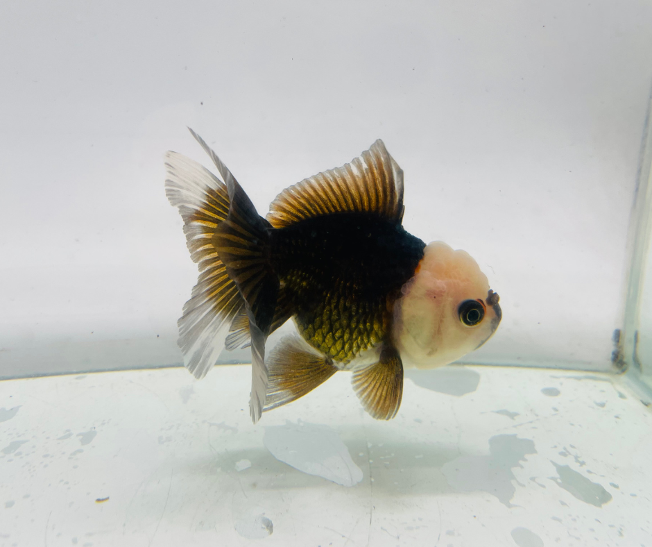 Panda Lemon Head Oranda Goldfish (9-10 cm) – Zen Aquarium AU