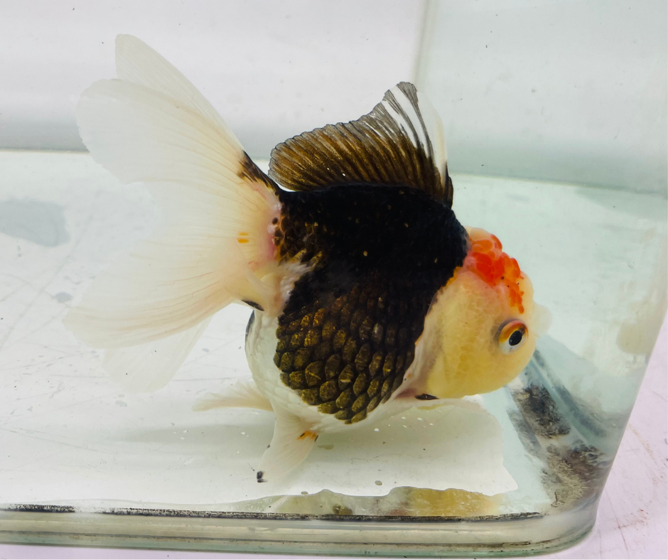 Tri Oranda Goldfish (9-10 cm) – Zen Aquarium AU