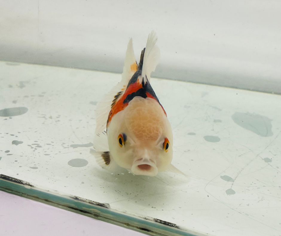 Tri Lemon Head Oranda Goldfish (9-10 cm) – Zen Aquarium AU