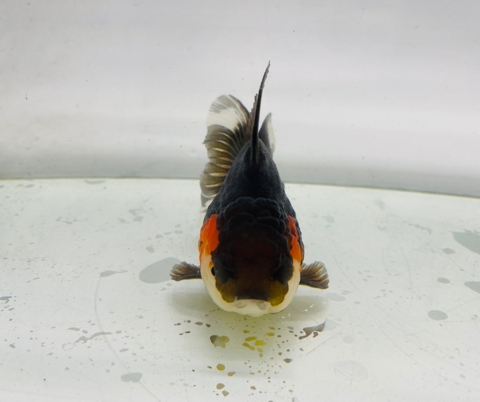 Tri Oranda Goldfish (11 cm) – Zen Aquarium AU