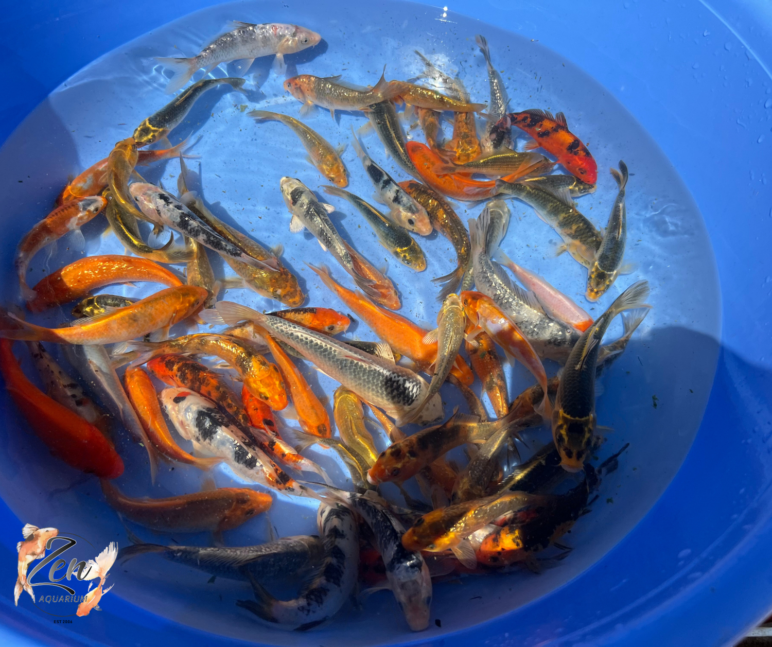 How to Safely Ship Live Fish in Australia | Step-by-Step Guide – Zen ...