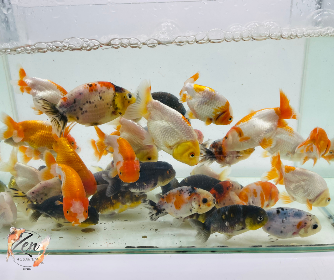 Australia's Online Live Fish, Plants & Aquariums at Best Price | Zen ...