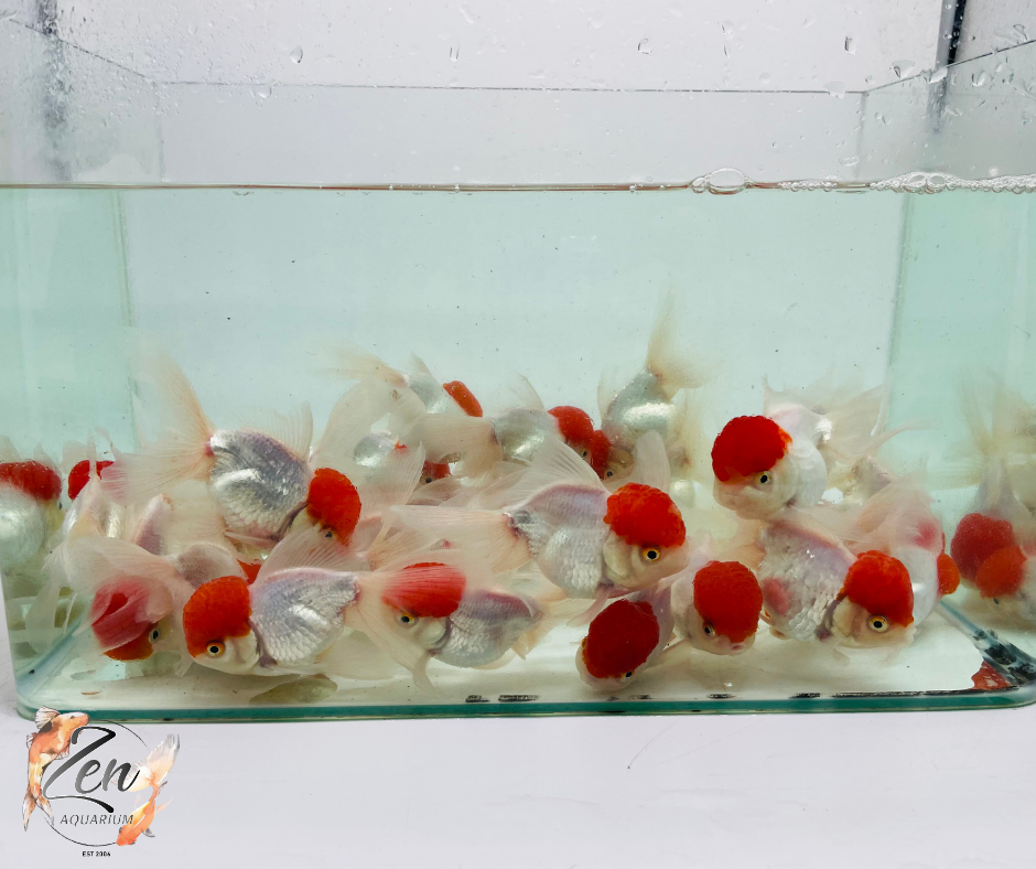 Red Cap Oranda (9-11 cm) – Zen Aquarium AU