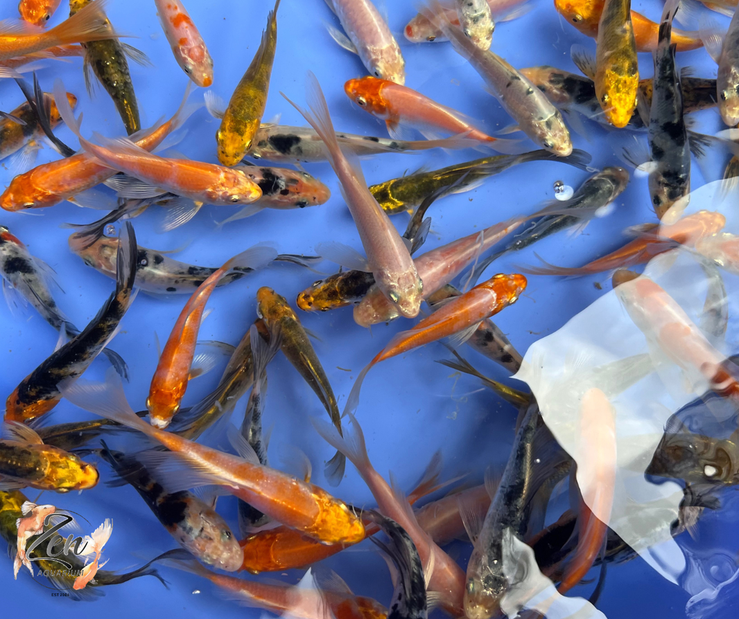 Koi Fish & Butterfly Koi for Sale | Buy Baby Koi Online – Zen Aquarium AU
