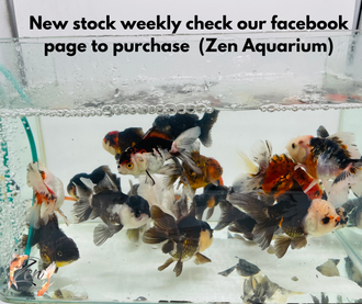 Buy Live Fish Online Australia | Aquarium Fish for Sale – Zen Aquarium AU