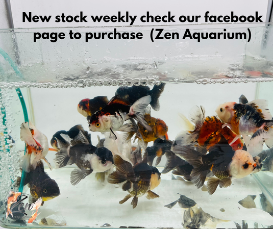 Buy Live Fish Online Australia | Aquarium Fish for Sale – Zen Aquarium AU