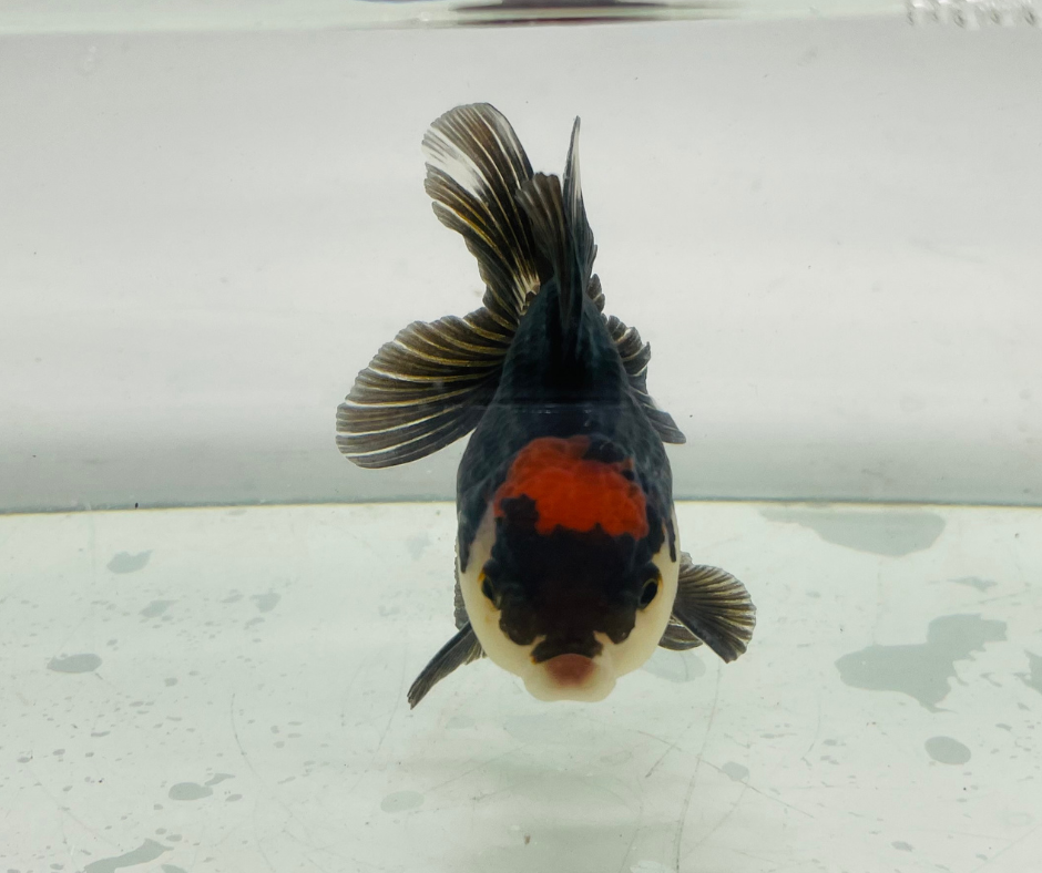 Tri Oranda Goldfish (9-10 cm) – Zen Aquarium AU
