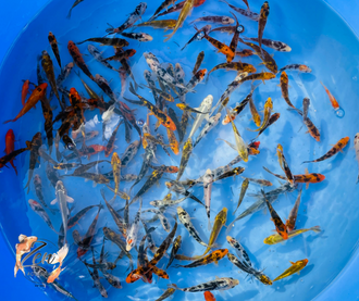 Buy Live Fish Online Australia | Aquarium Fish for Sale – Zen Aquarium AU