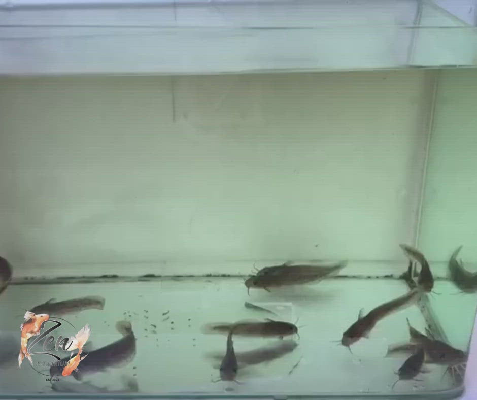 Australian Native Tandanus Catfish small – Zen Aquarium AU