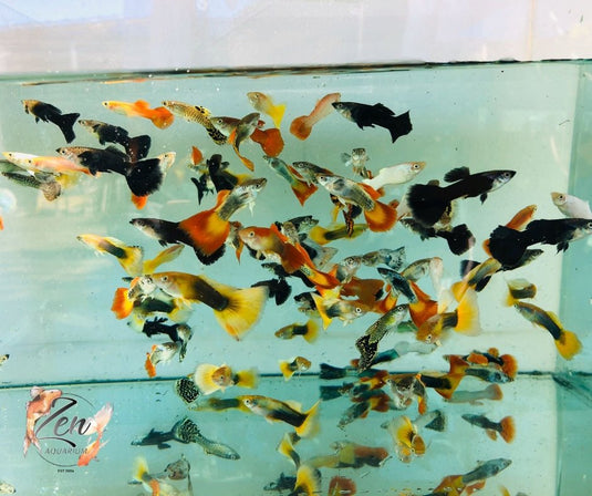 Buy Live Fish Online Australia | Aquarium Fish for Sale – Zen Aquarium AU