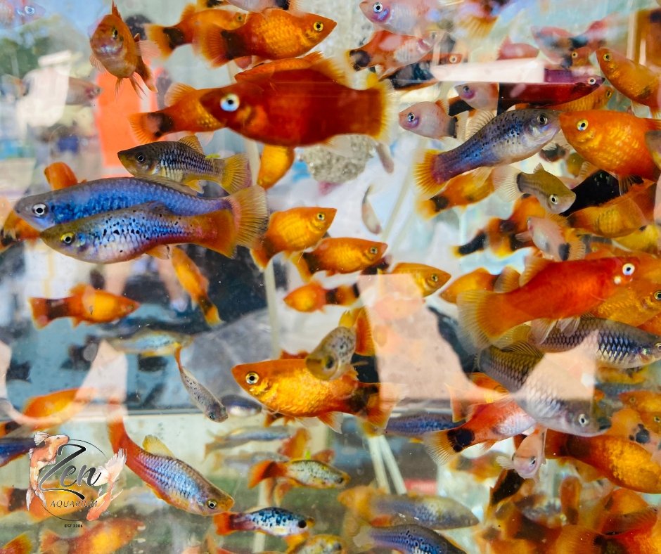 Live Tropical Fish | Shop Online in Australia | Zen Aquarium – Zen ...