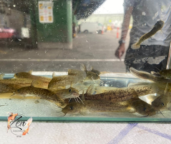 Australian Native Tandanus Catfish small – Zen Aquarium AU