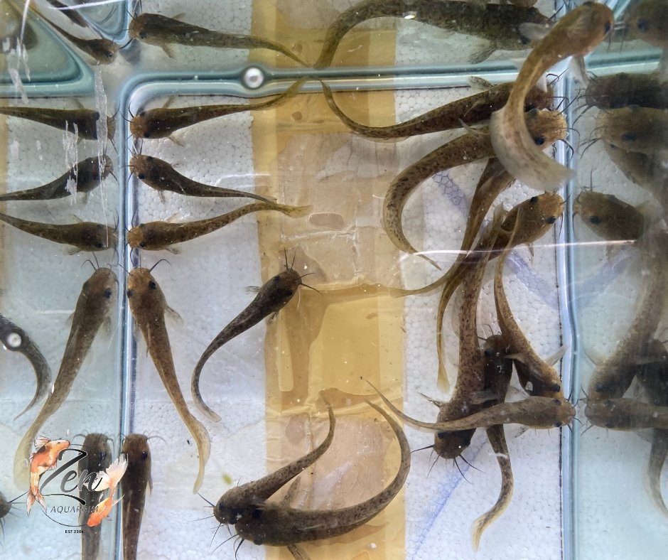 Australian Native Tandanus Catfish small – Zen Aquarium AU