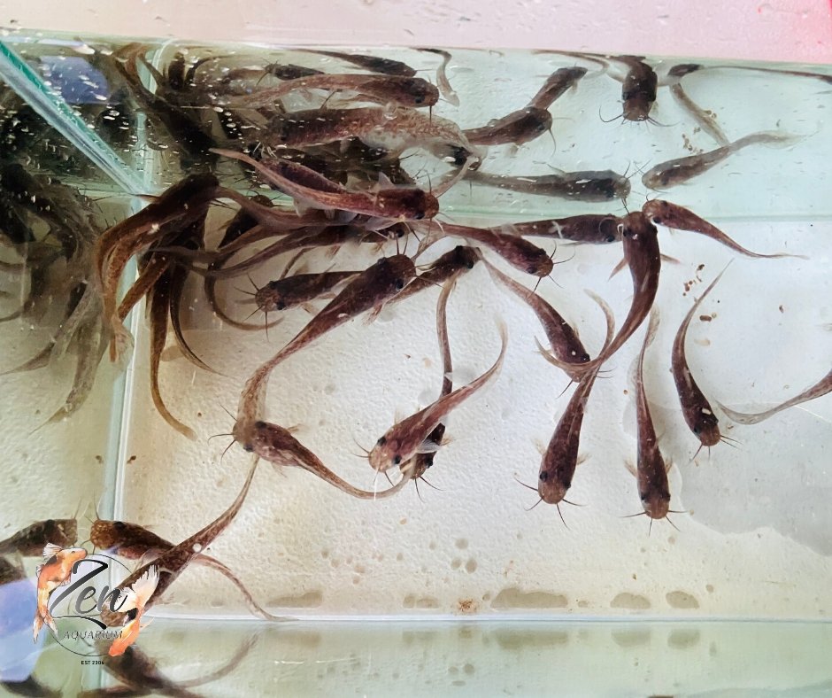 Australian Native Tandanus Catfish – Zen Aquarium AU